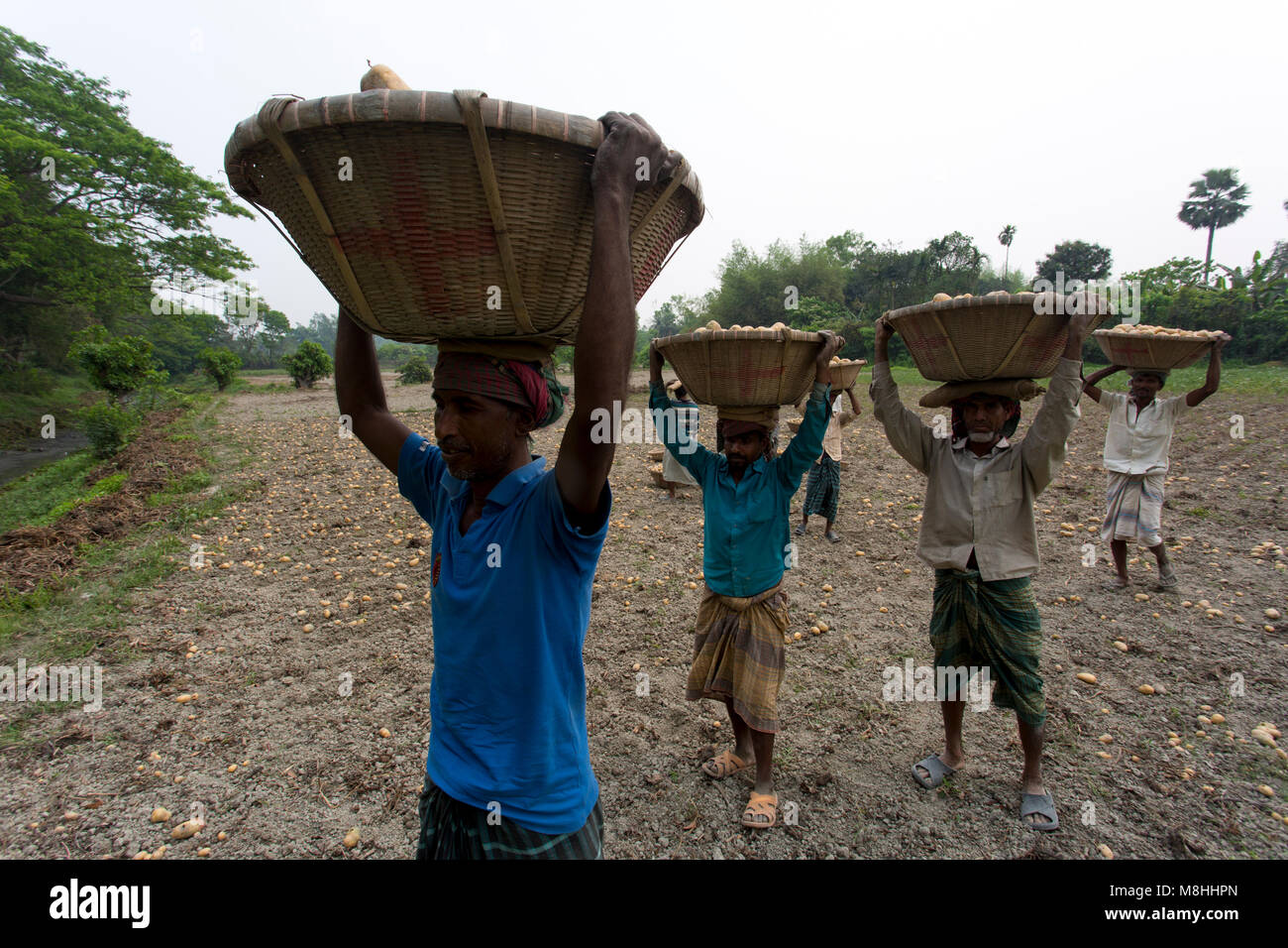 Potato cultivation in bangladesh hi-res stock photography and images ...