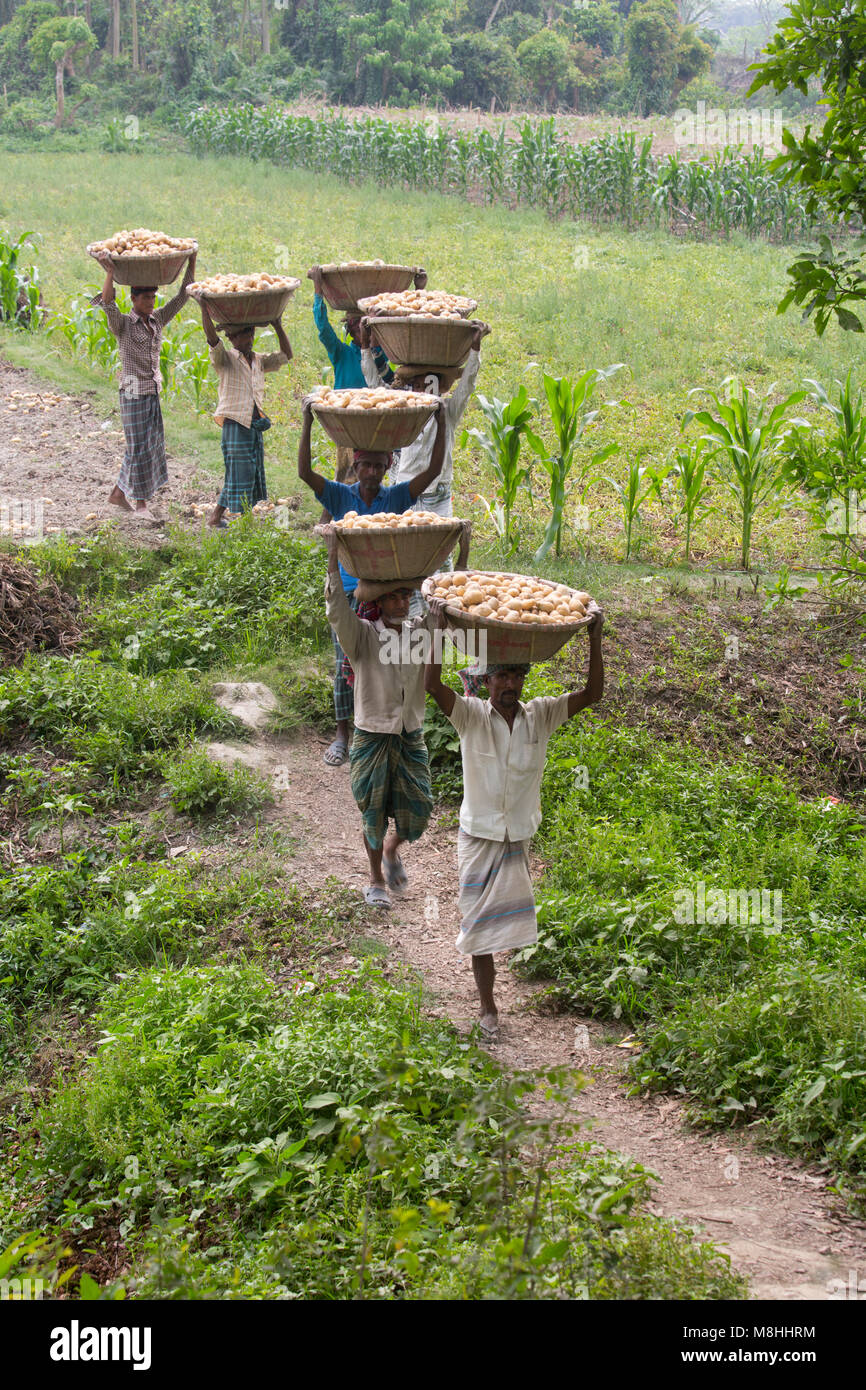 Farmers are busy to Harvest potato in a potato field, in Munshigonj ...