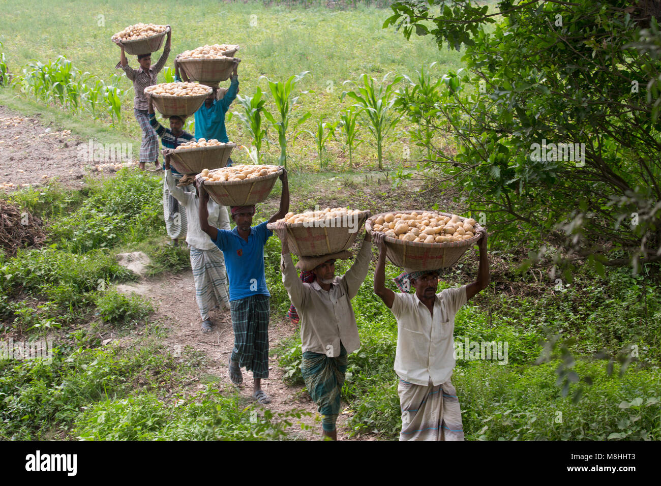 Farmers are busy to Harvest potato in a potato field, in Munshigonj ...