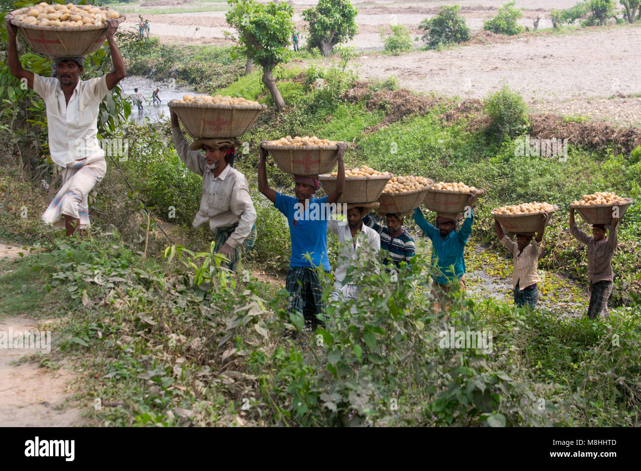 Potato cultivation in bangladesh hi-res stock photography and images ...