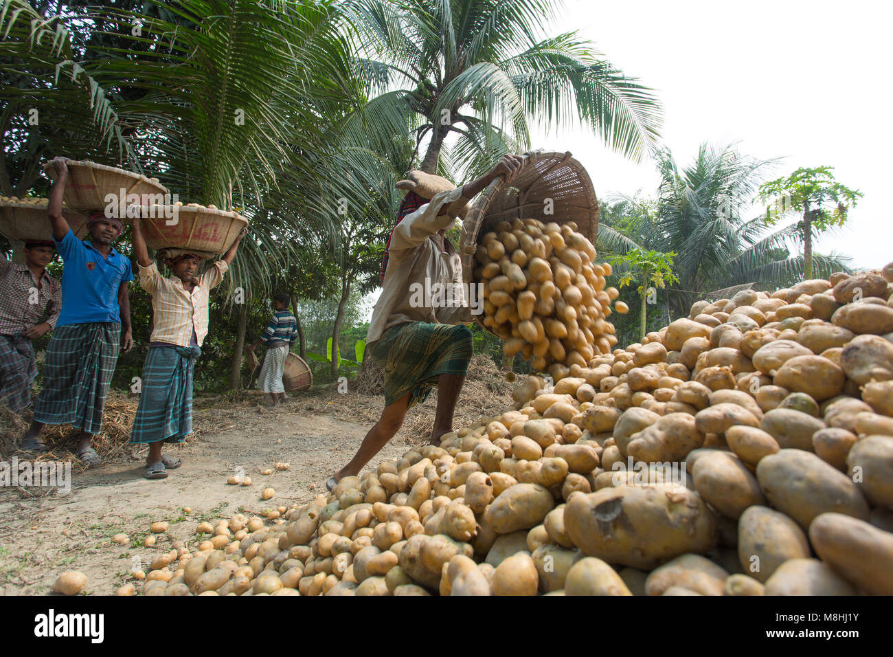 Farmers are busy to Harvest potato in a potato field, in Munshigonj ...