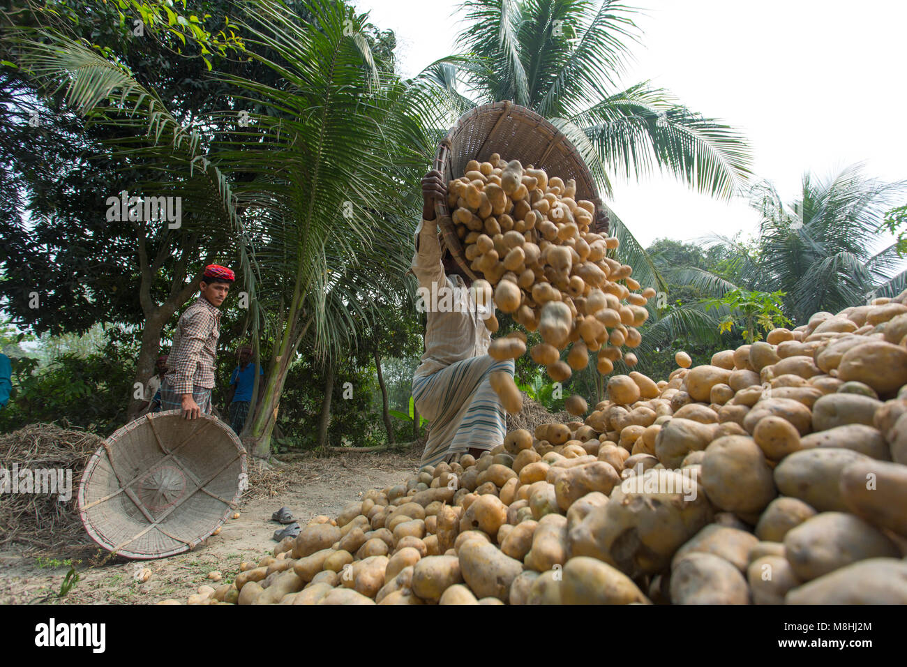 Potato cultivation in bangladesh hi-res stock photography and images ...