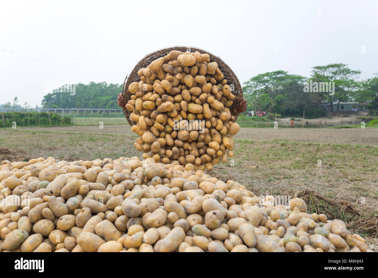 Potato cultivation in bangladesh hi-res stock photography and images ...