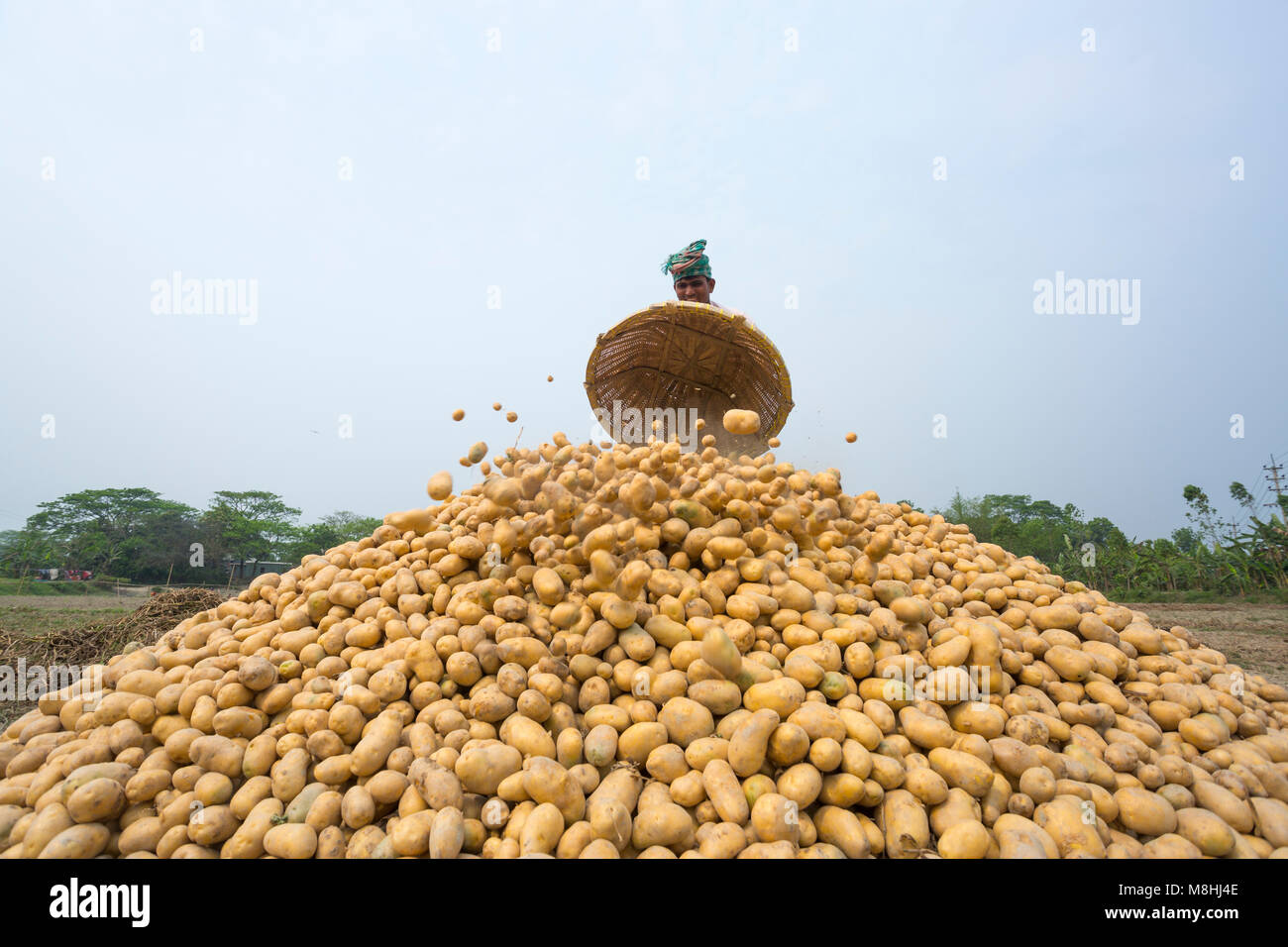 Potato cultivation in bangladesh hi-res stock photography and images ...