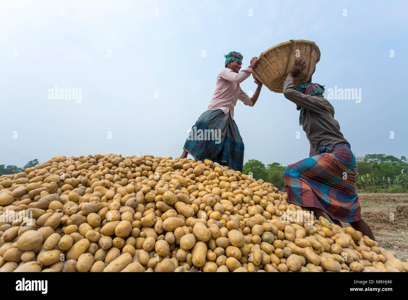Farmers are busy to Harvest potato in a potato field, in Munshigonj ...