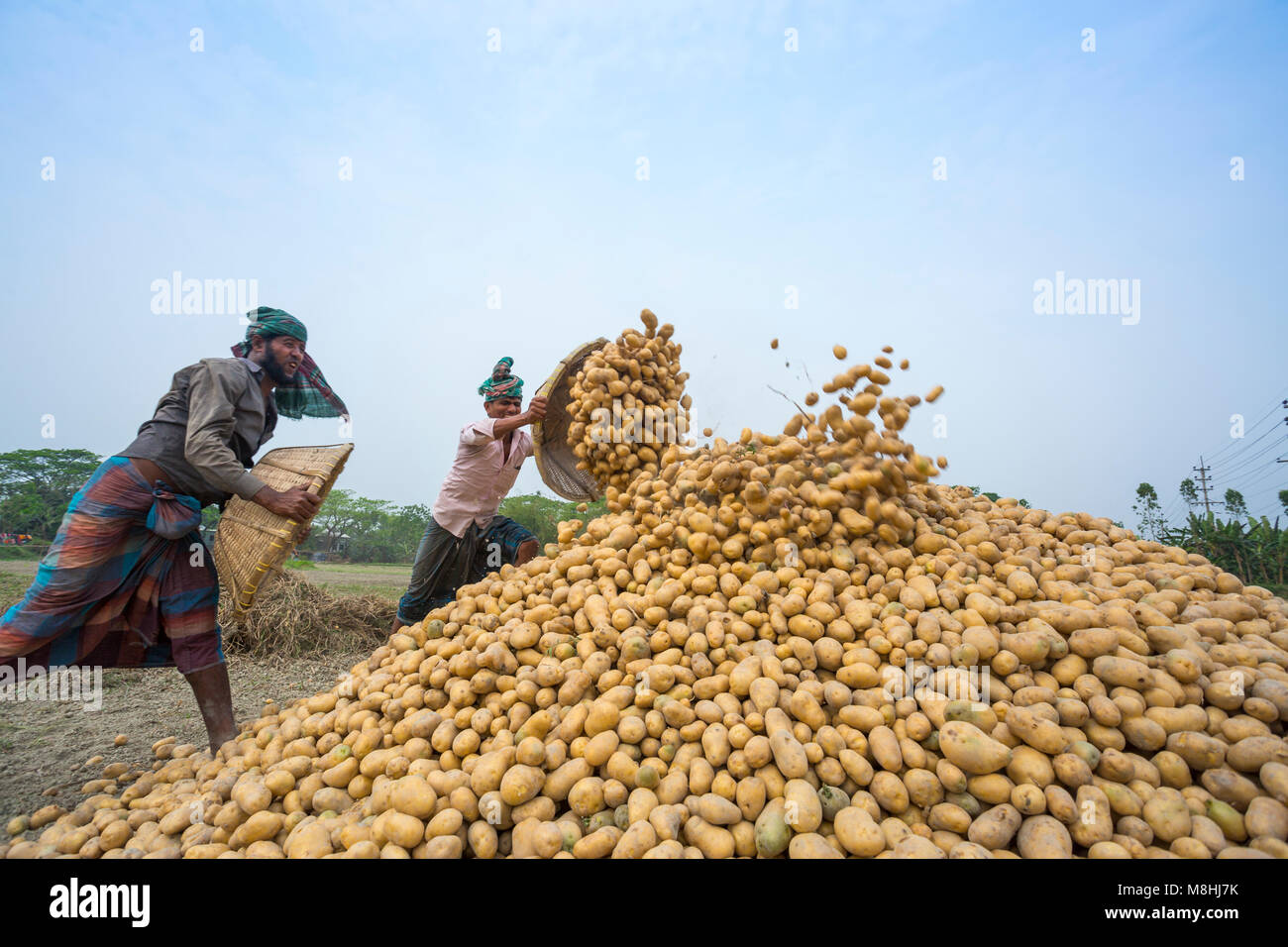 Farmers are busy to Harvest potato in a potato field, in Munshigonj ...