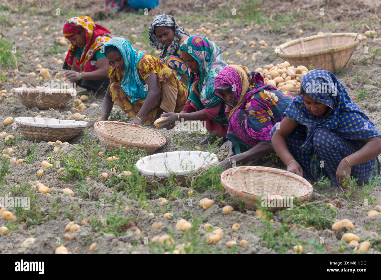 Women carry potato sacks hi-res stock photography and images - Alamy