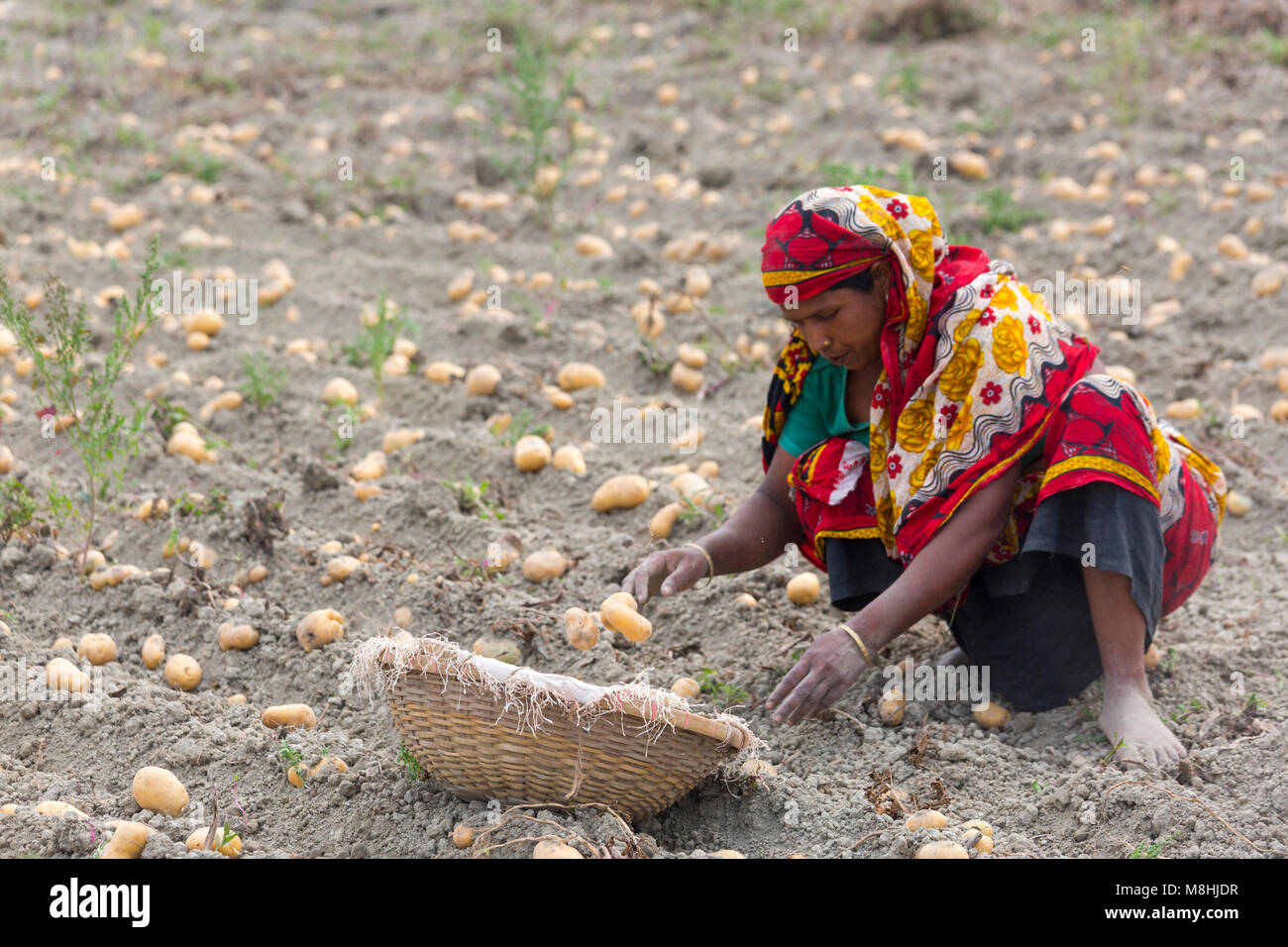 Women carry potato sacks hi-res stock photography and images - Alamy