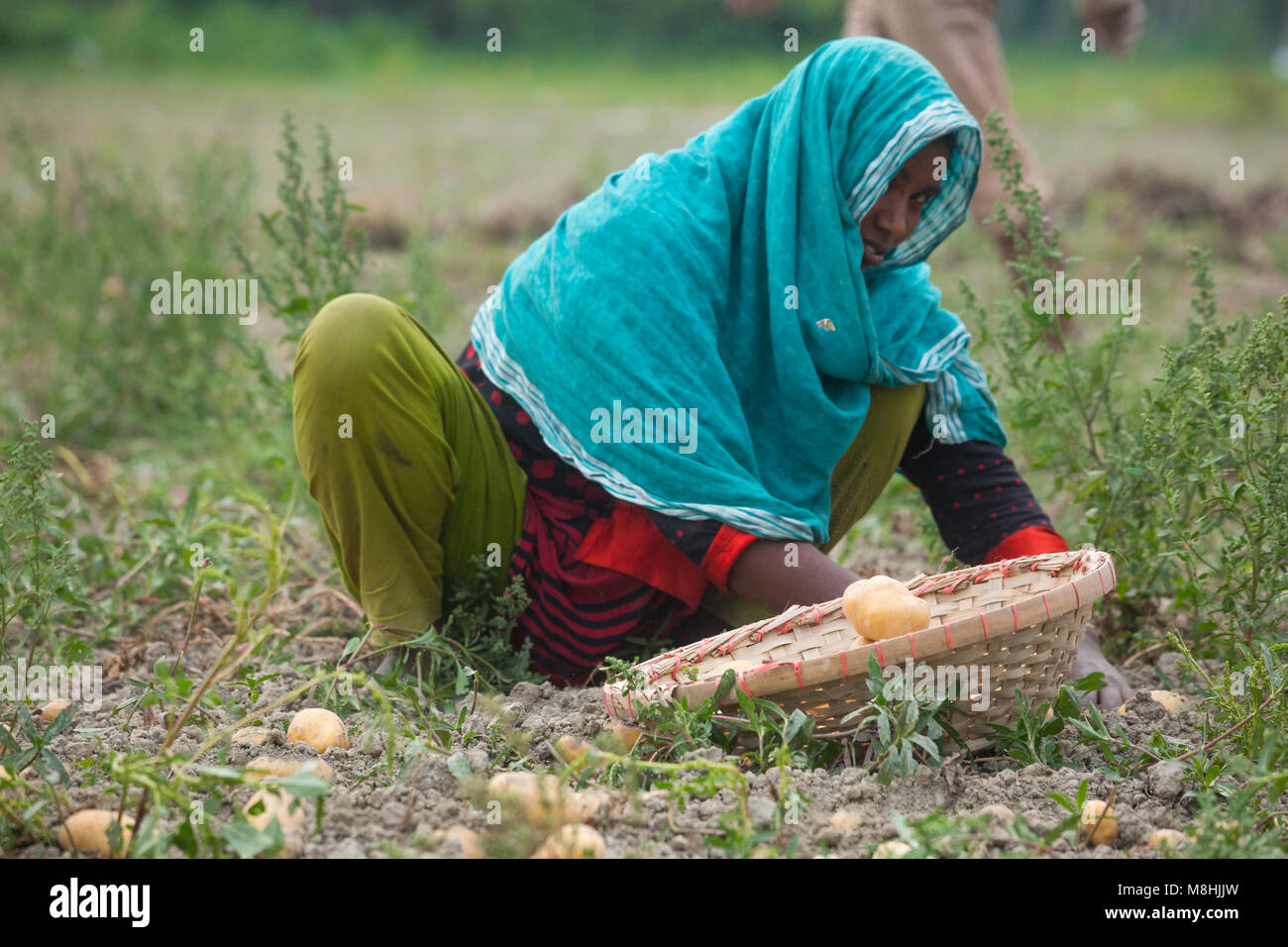 Women carry potato sacks hi-res stock photography and images - Alamy