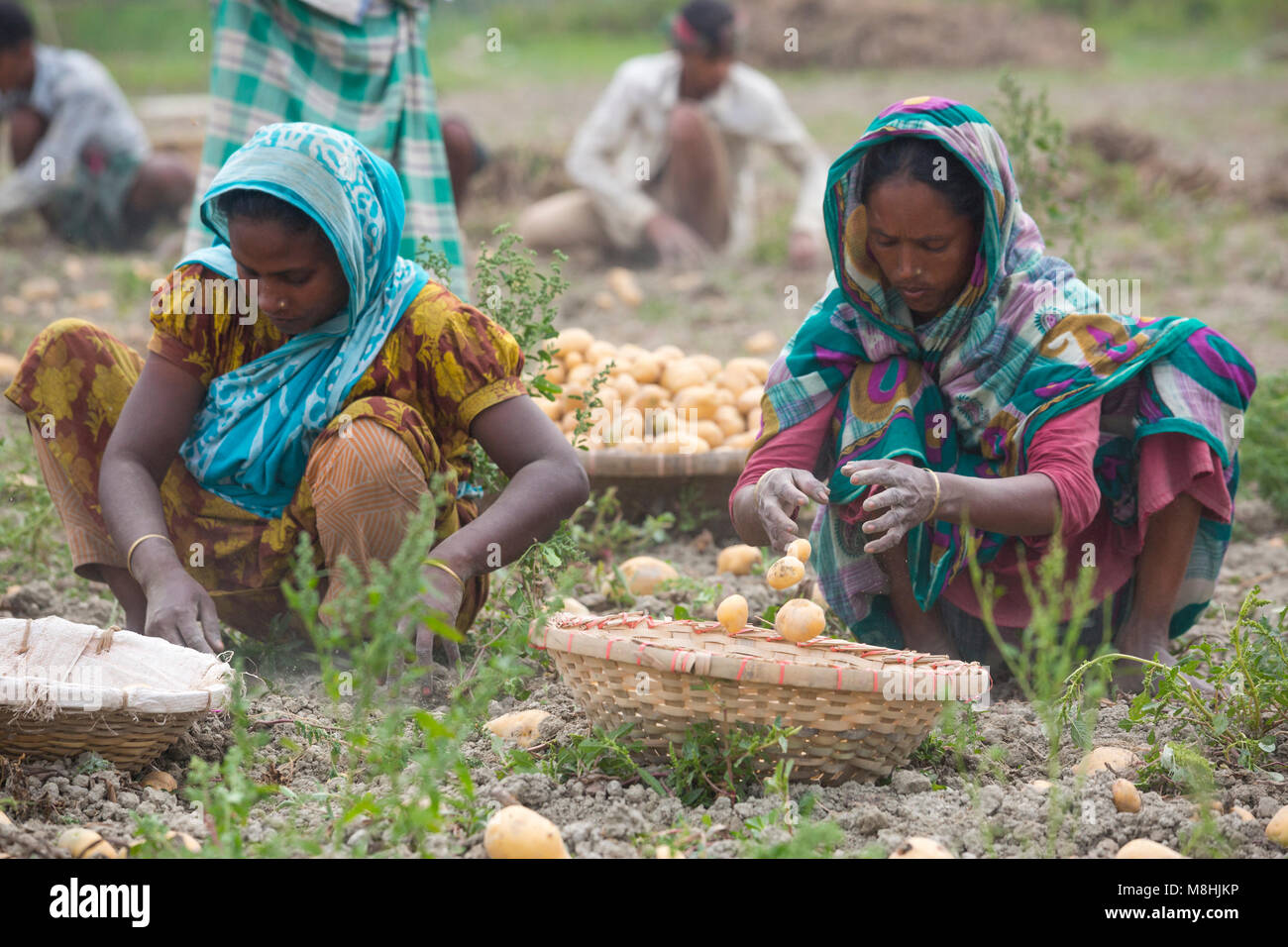 Women carry potato sacks hi-res stock photography and images - Alamy