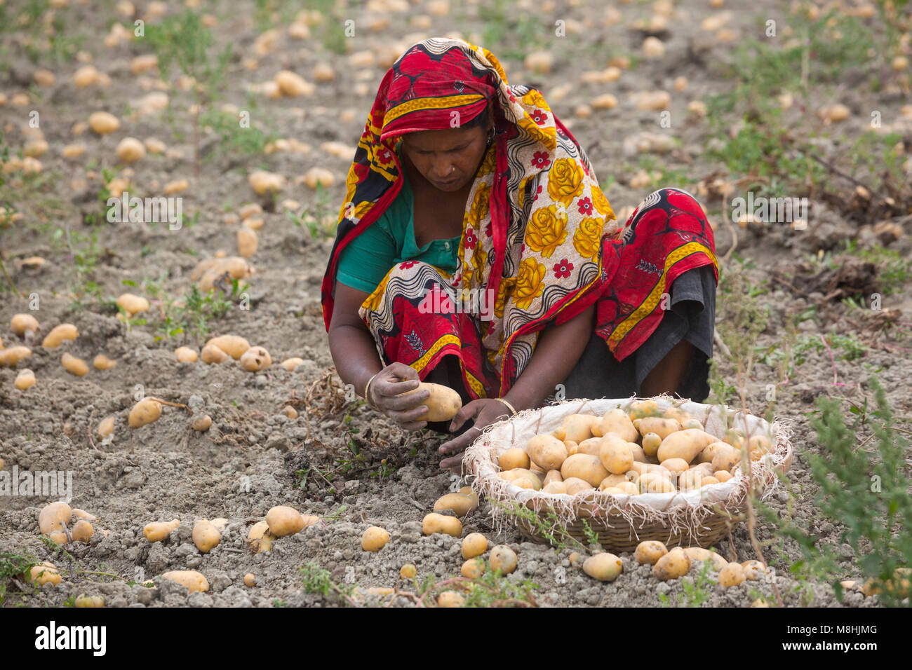 Women carry potato sacks hi-res stock photography and images - Alamy