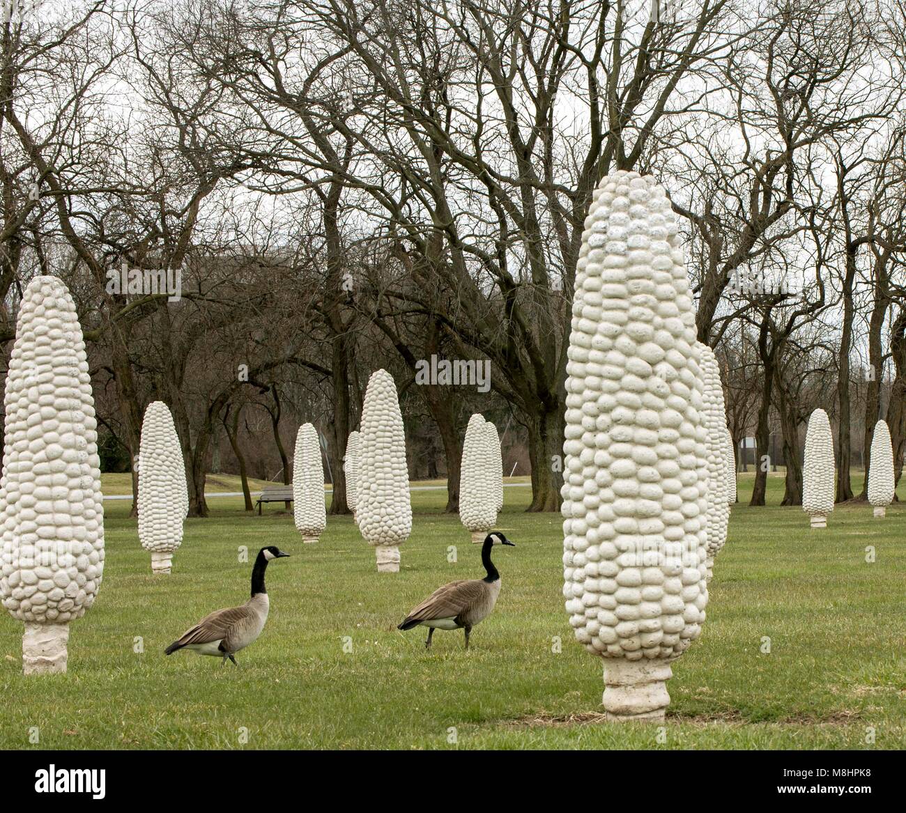 Dublin, Ohio, USA. 17th Mar, 2018. Field of Corn (With Osage Orange ...