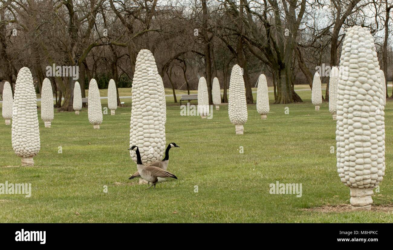 Dublin, Ohio, USA. 17th Mar, 2018. Field of Corn (With Osage Orange ...