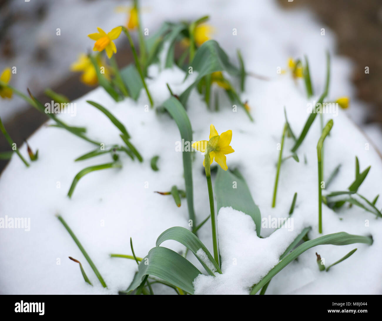 Snow march 18 2018 london hi-res stock photography and images - Alamy