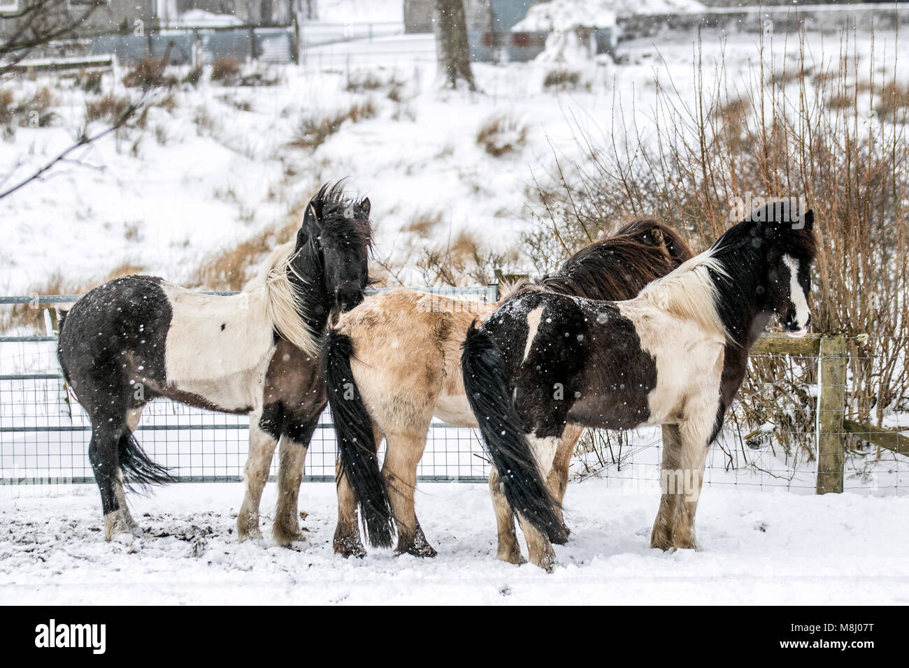 Farm animals in bad weather hi-res stock photography and images - Alamy