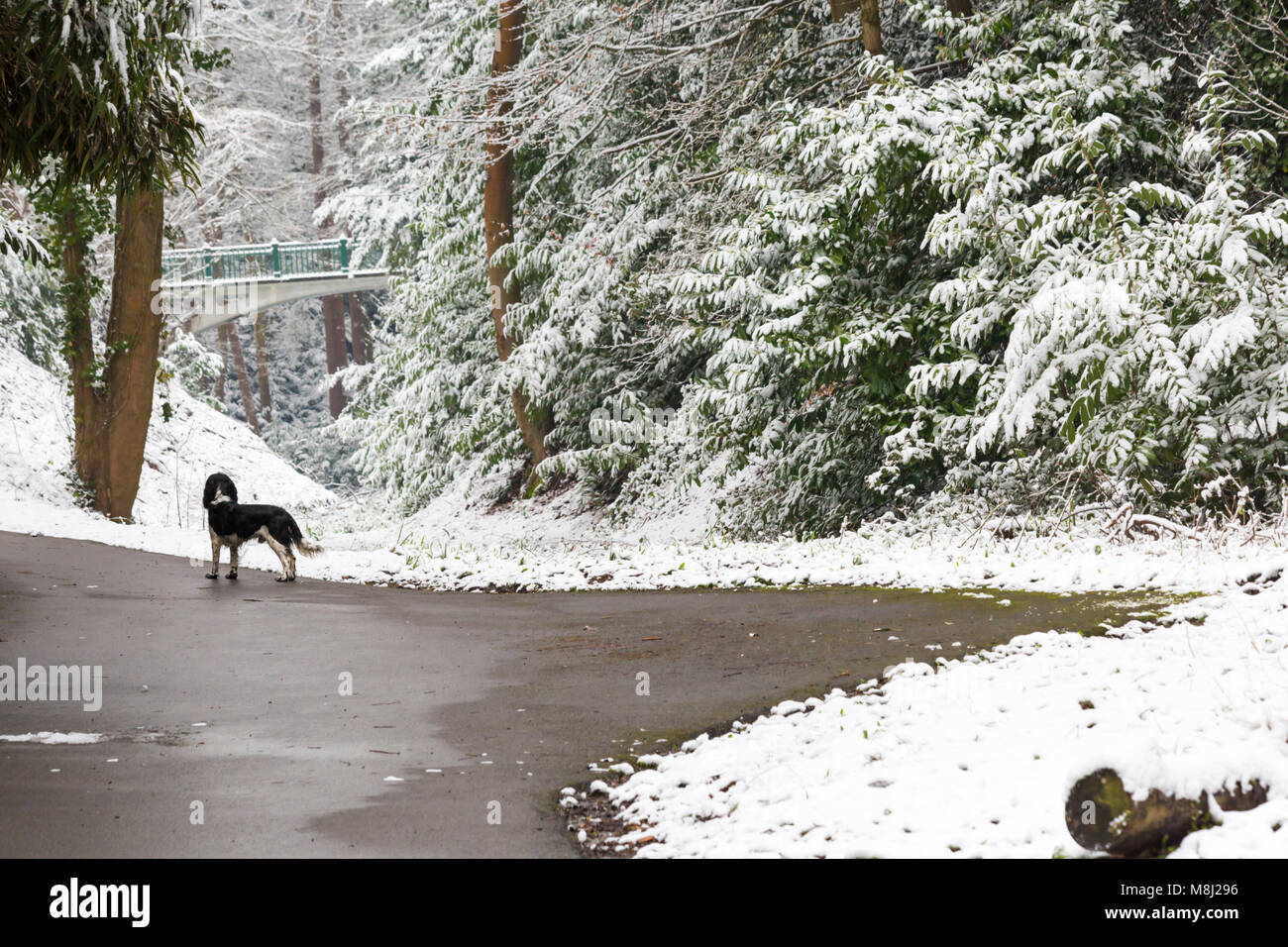 Bournemouth, Dorset, UK. 18th March 2018. UK weather: Beast from the ...