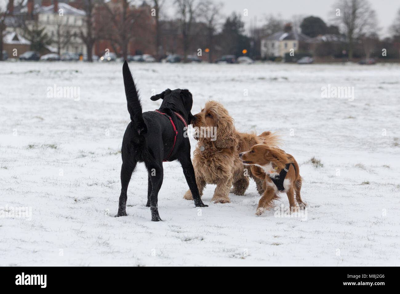 2018 a black labarador hi-res stock photography and images - Alamy