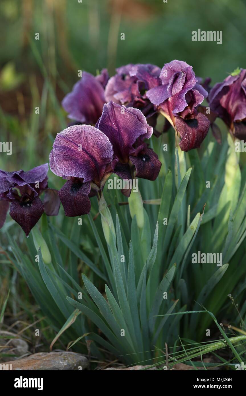 Jenin, West Bank, Palestinian Territory. 16th Mar, 2018. A picture ...