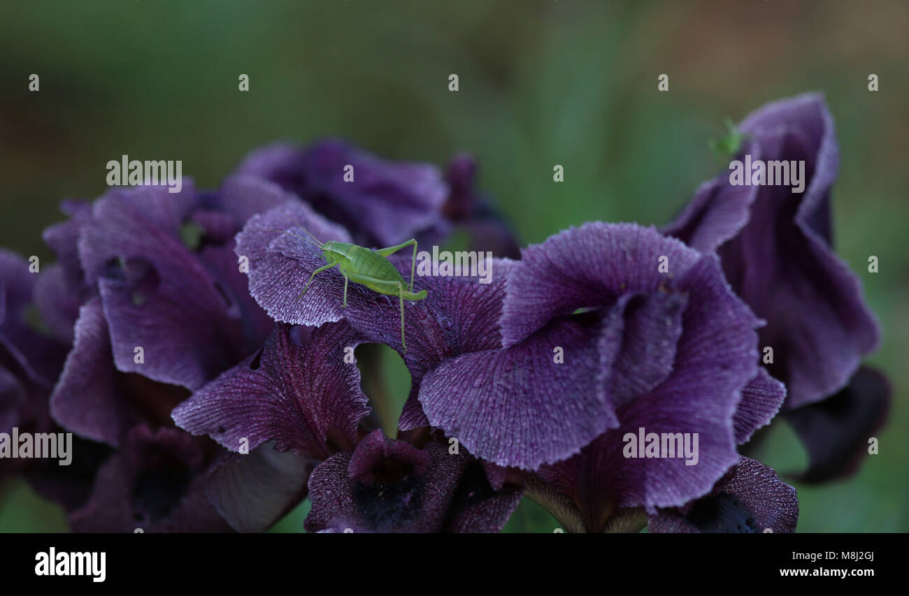 Jenin, West Bank, Palestinian Territory. 16th Mar, 2018. A picture ...