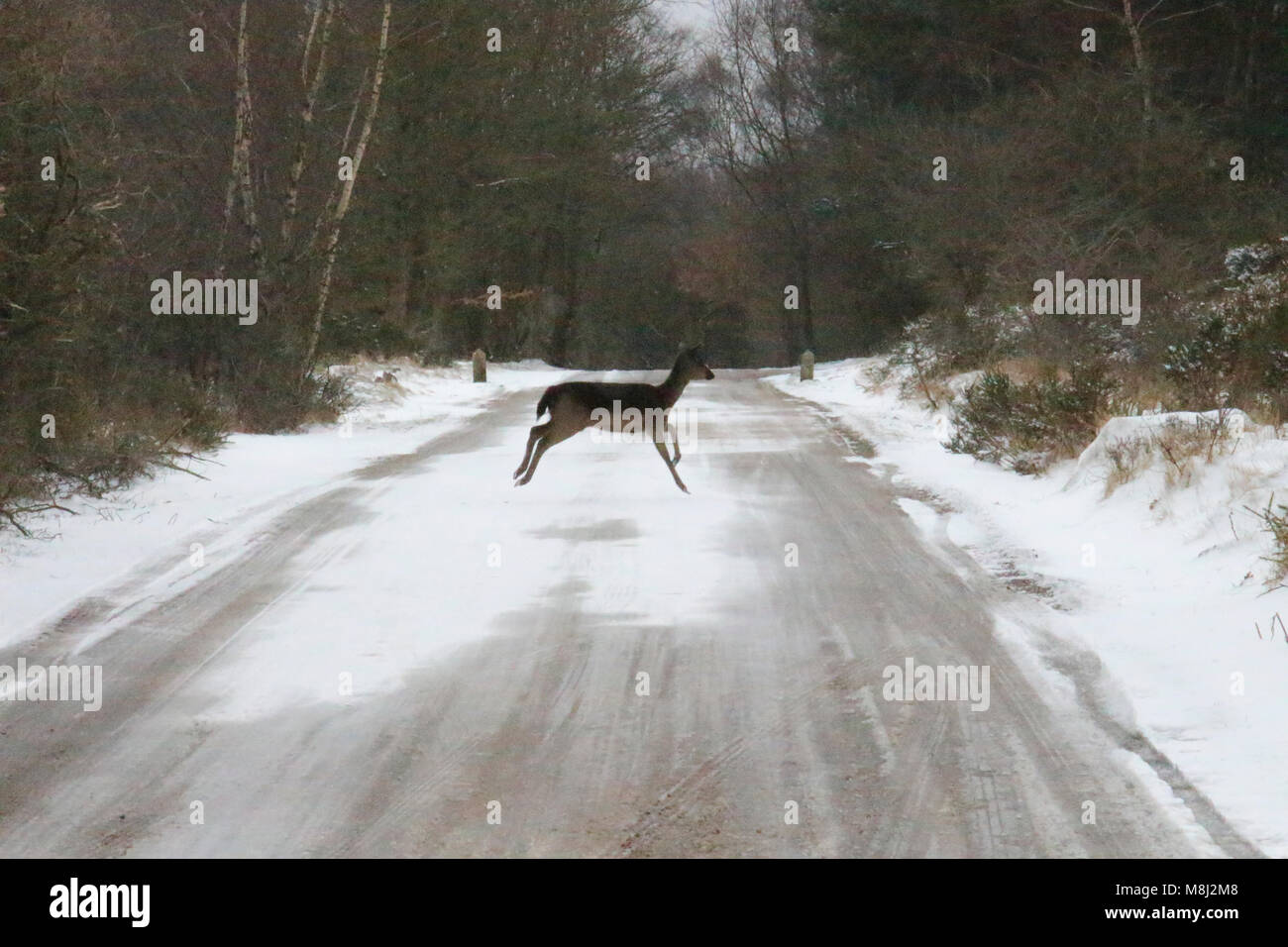 Cannock chase wildlife hi-res stock photography and images - Alamy