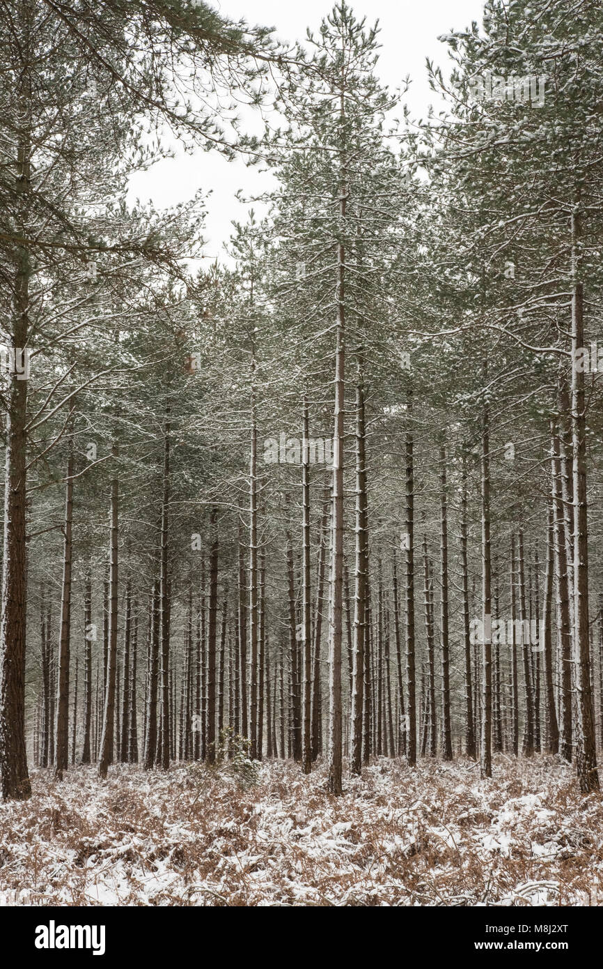 New Forest Hampshire 18th March 2018. beautiful snowy scenes in the New ...