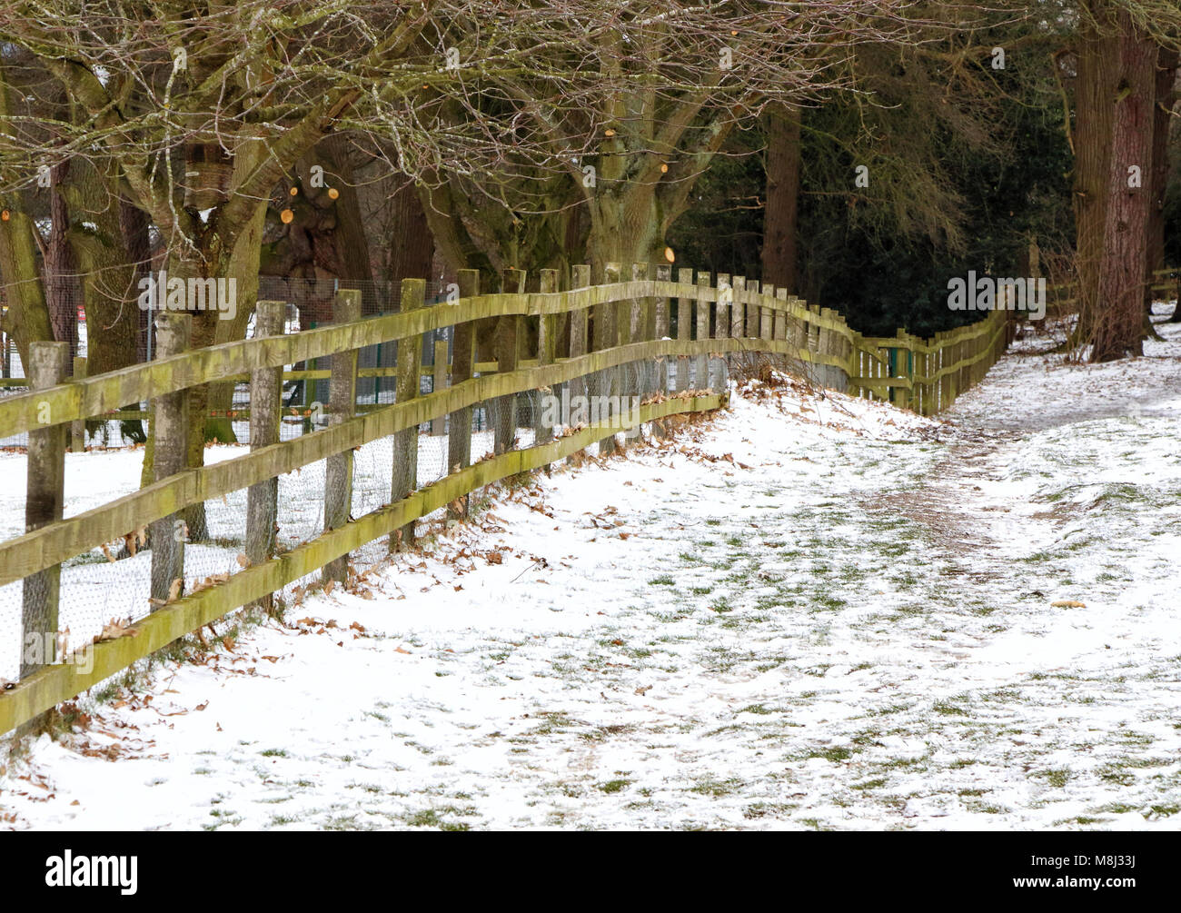 UK Weather: Ampthill Park turns into a veritable winter wonderland ...