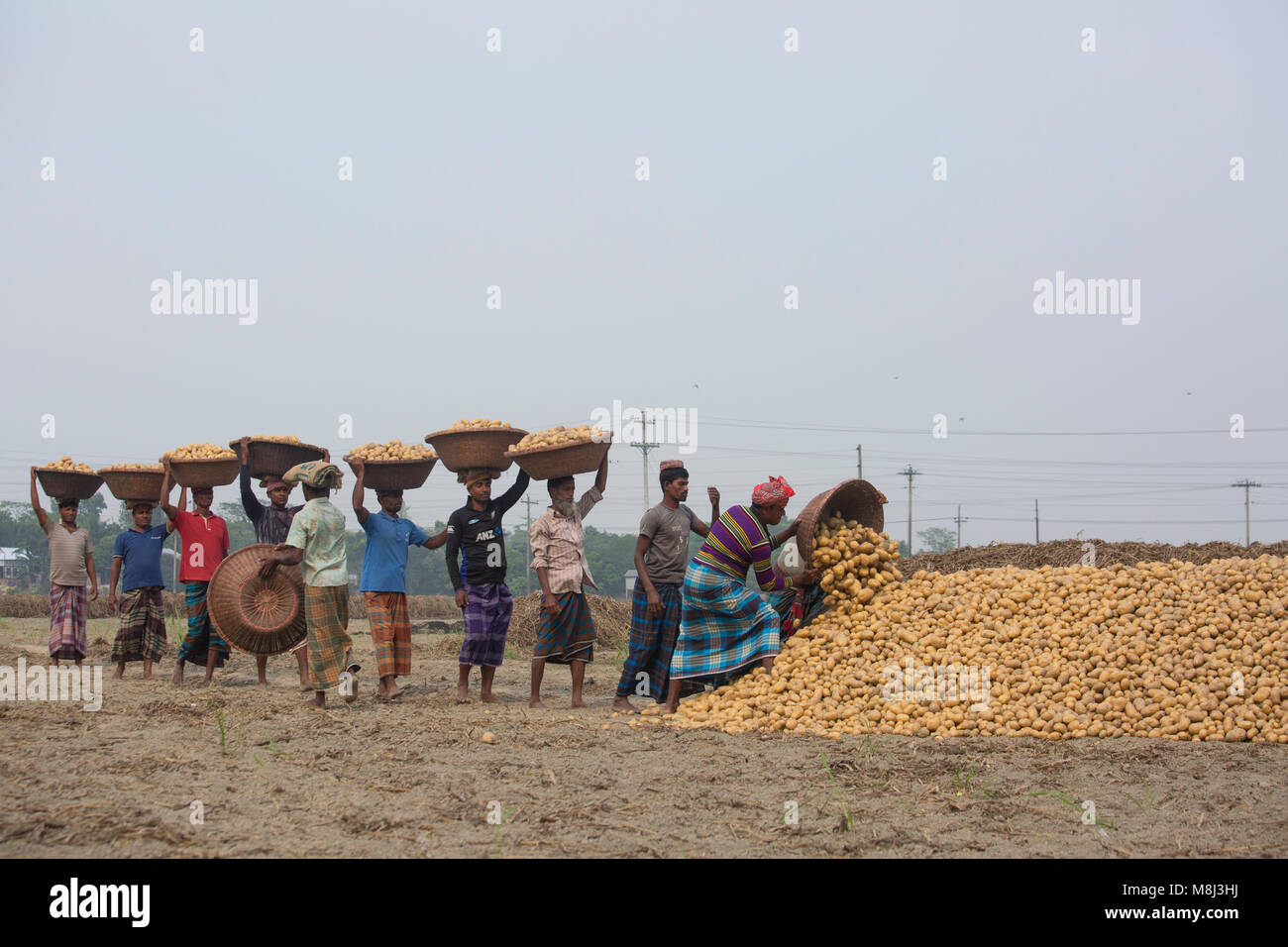 Farmers carry baskets of potatoes after harvesting from the field ...