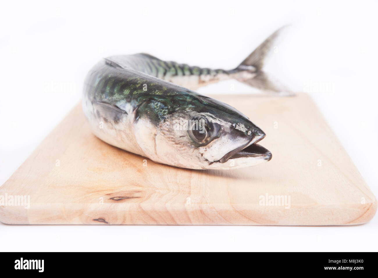 A mackerel, Scomber scombrus, caught from Chesil beach in Dorset in ...