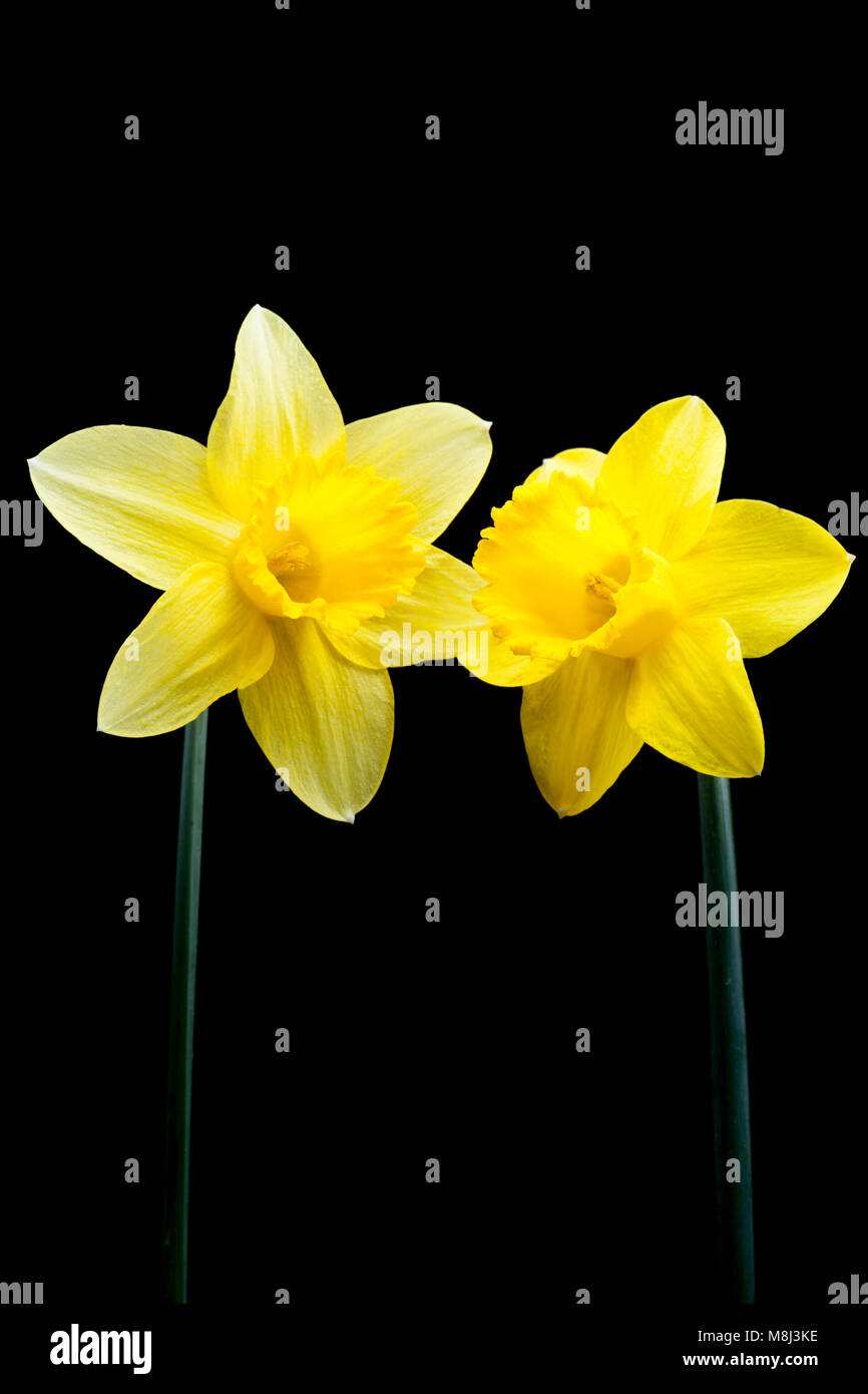 Two daffodils photographed on black background in a studio. Dorset ...