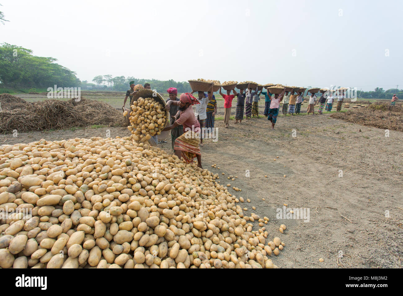 Farmers carry baskets of potatoes after harvesting from the field ...