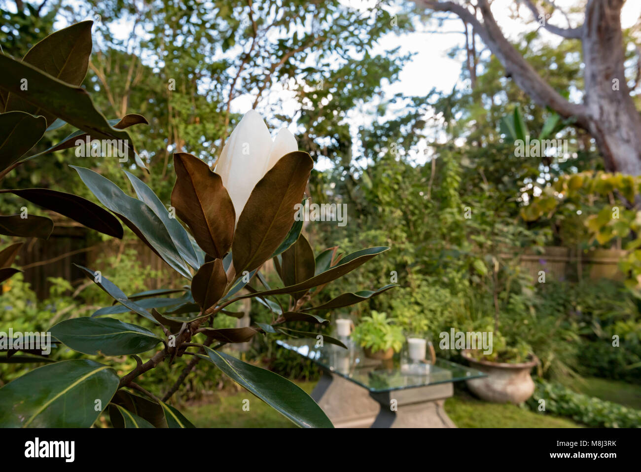 A flowering Magnolia grandiflora ‘Little Gem’ in a Sydney garden with ...