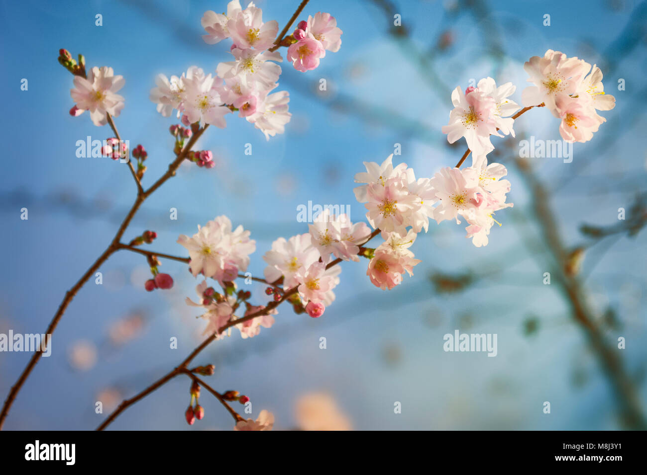 Blossom tree over nature background/ Spring flowers/Spring Background ...