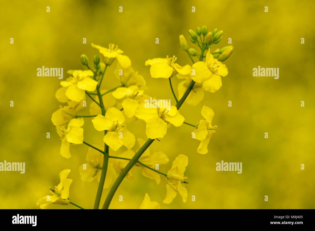 Close-up of canola blooms (Brassica napus), canola field near ...