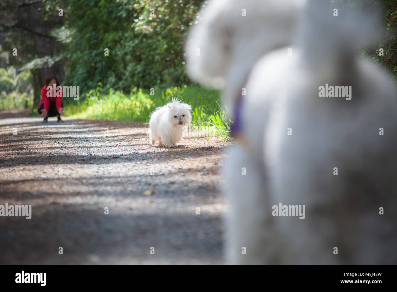 Bush with dog hi-res stock photography and images - Alamy