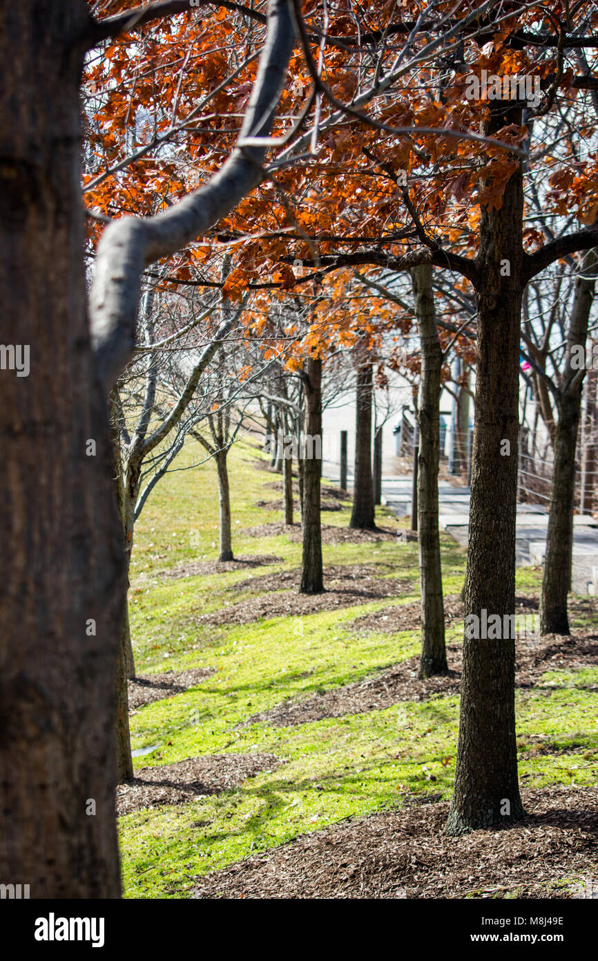 A row of trees in autumn, in a park in Brooklyn Stock Photo - Alamy