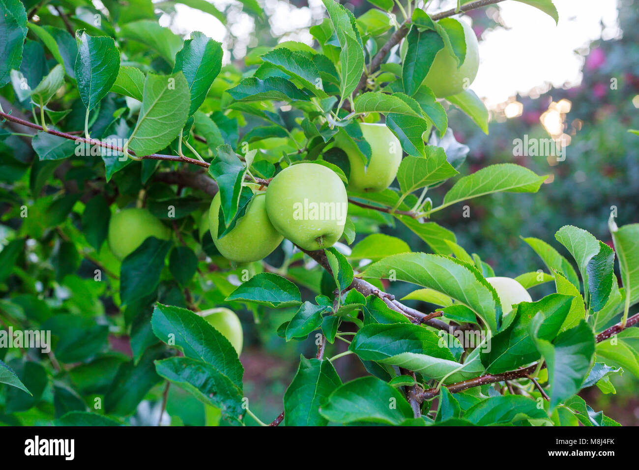 Green apples on a tree close up Green apples grow in the garden on a ...