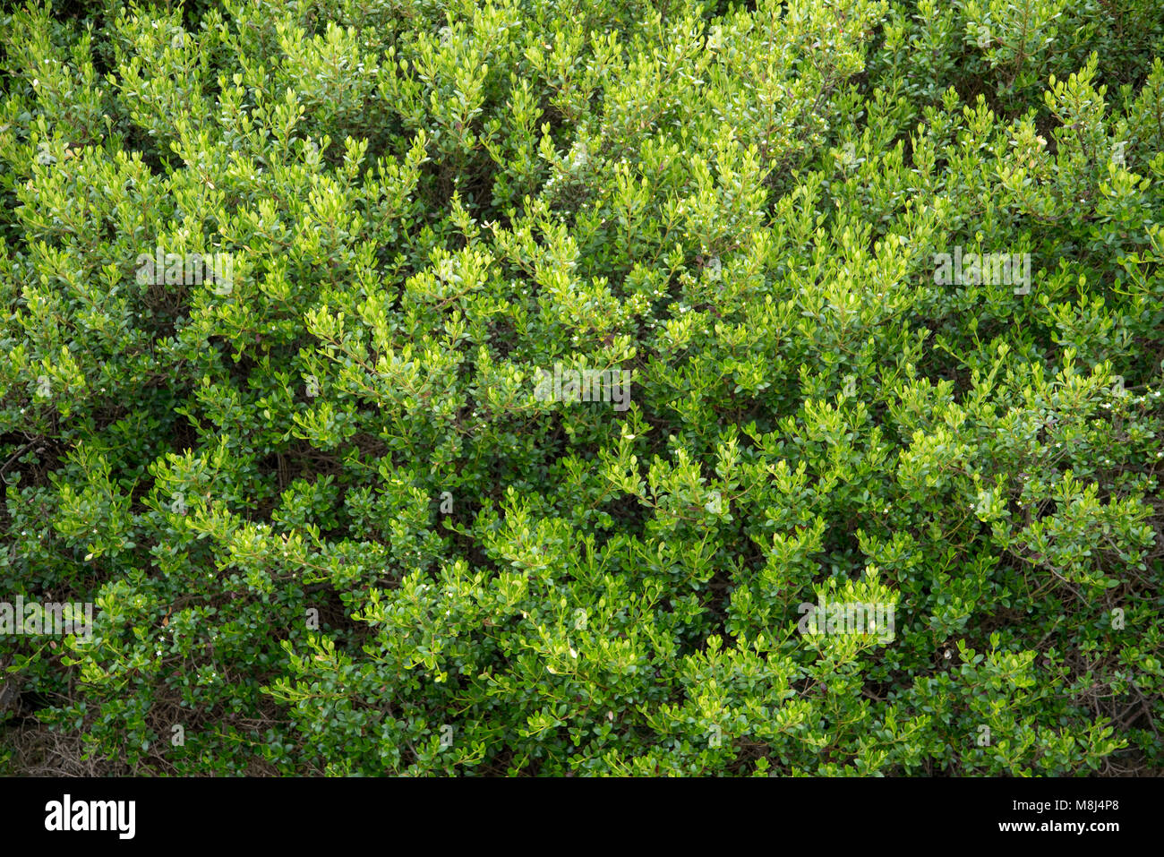 Australian Bushland High Resolution Stock Photography and Images - Alamy