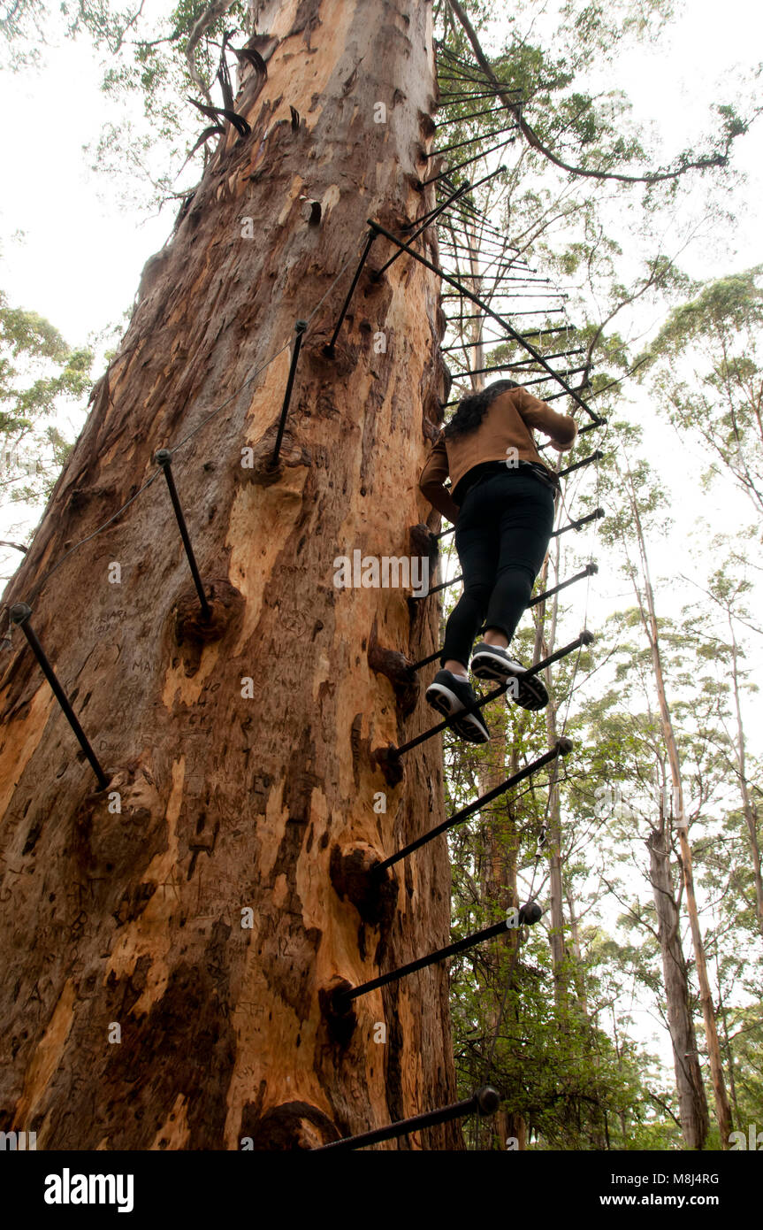 Australia tree pemberton hi-res stock photography and images - Alamy