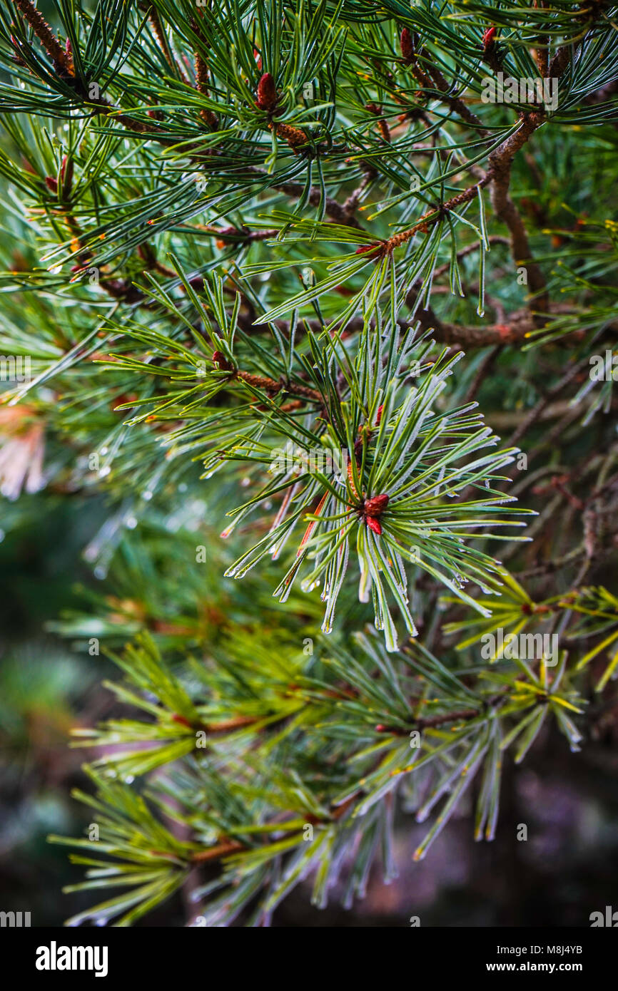 Pine tree in a forest covered with snow and ice Stock Photo - Alamy