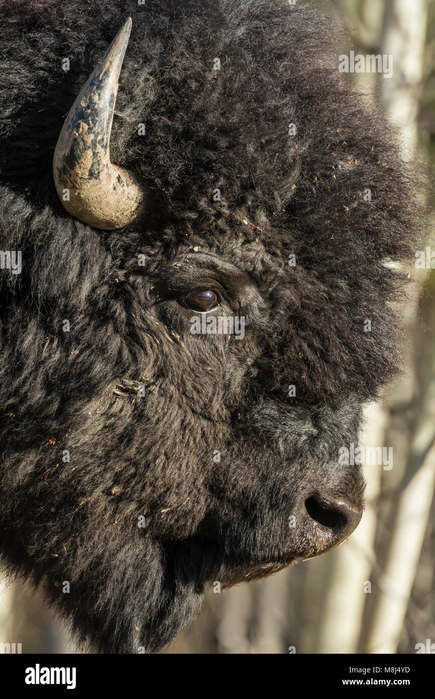 Plains bison head hi-res stock photography and images - Alamy