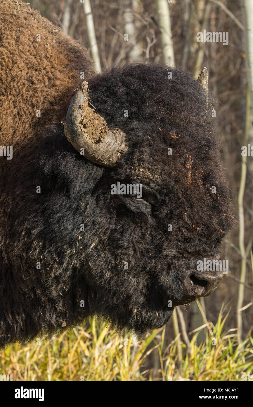 Plains Bison (bison bison) at the forest edge in Autumn, Elk Island ...