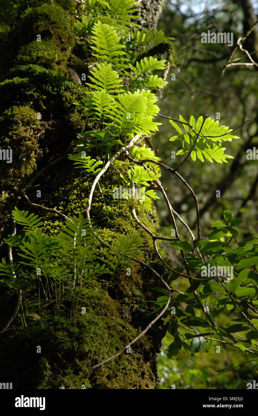 Ferns and moss hi-res stock photography and images - Alamy