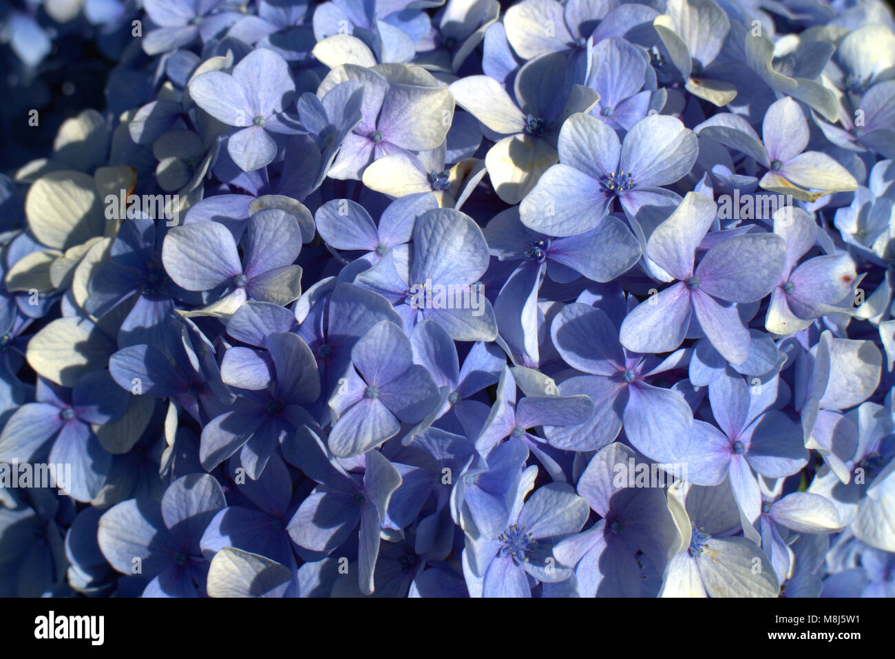 Hortensia azores hi-res stock photography and images - Alamy