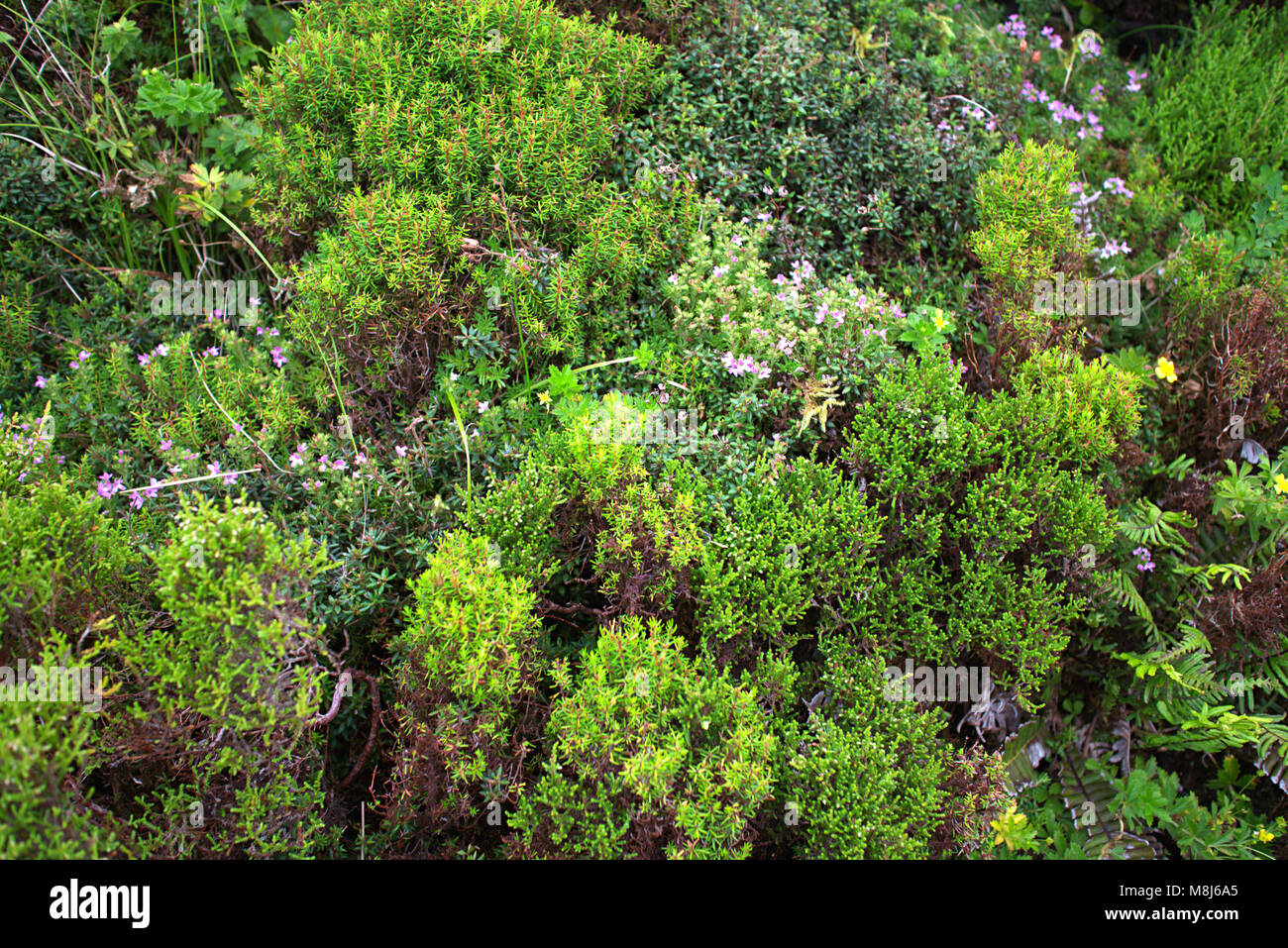Faial Caldeira, inside the central caldera, Faial, Azores islands ...