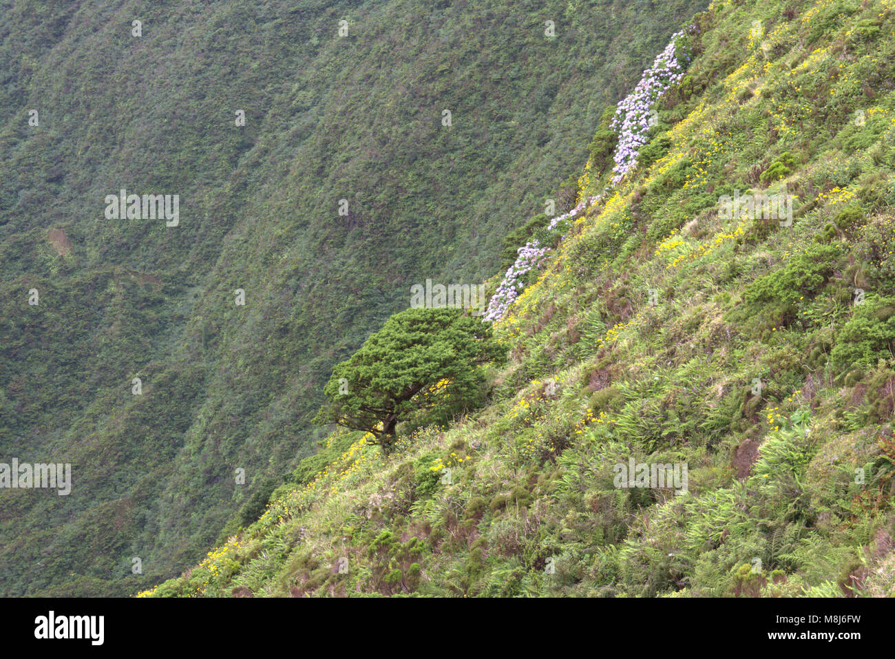 Faial Caldeira, inside the central caldera, Faial, Azores islands ...
