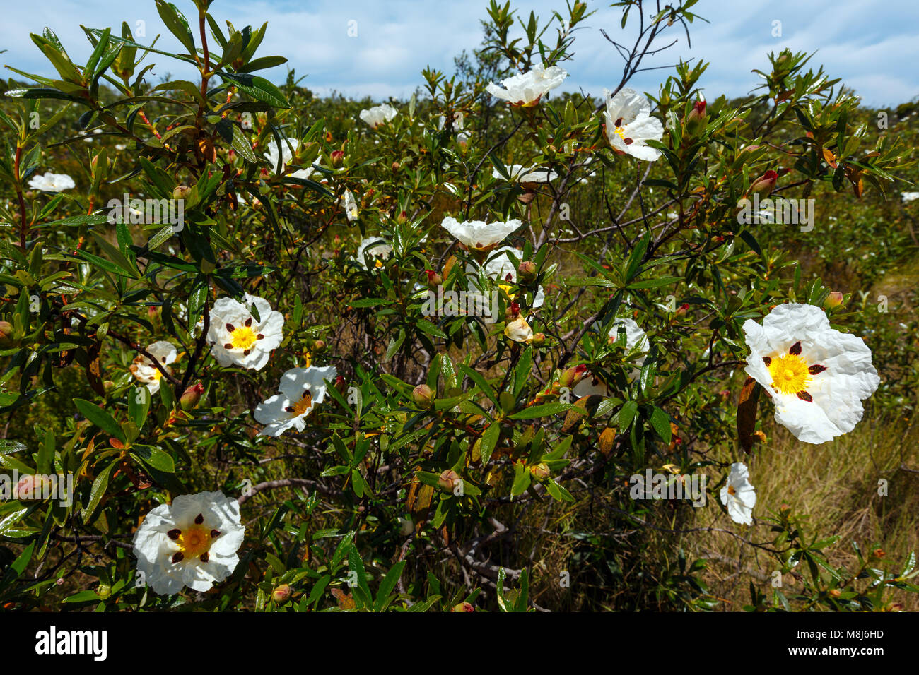 Big white wild azalea flowers bushes (Cistus Ladanifer, Gum rockrose ...