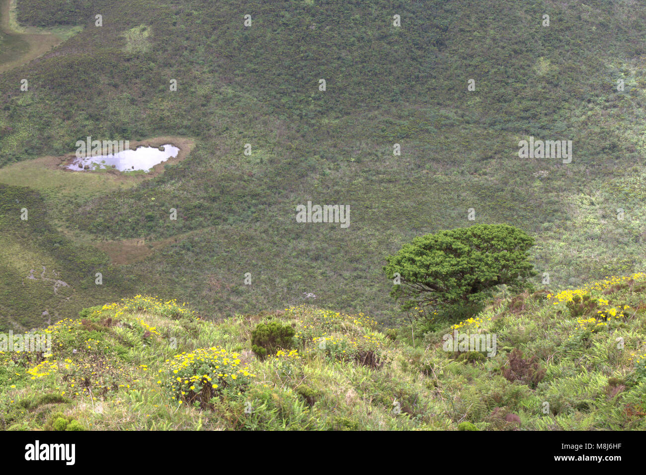 Faial Caldeira, inside the central caldera, Faial, Azores islands ...