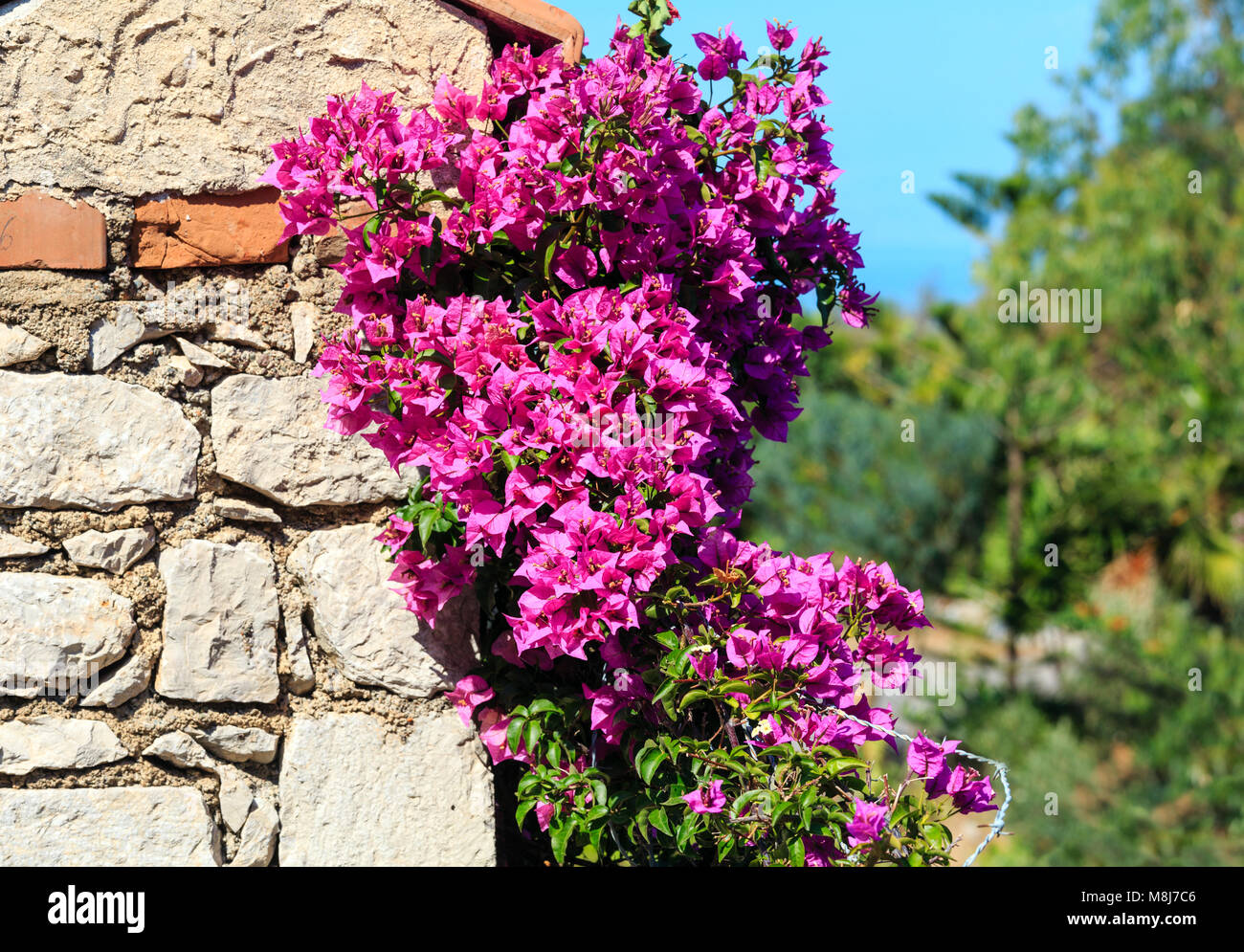 Taormina city pink Bougainvillea flowers scene, Sicily, Italy Stock ...