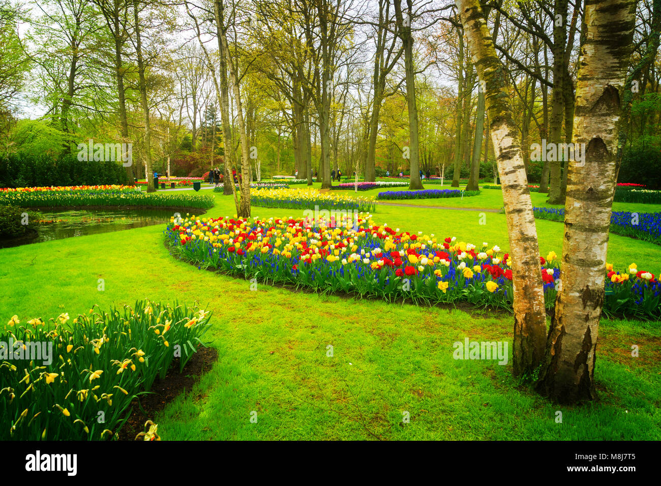 Colourful Flowerbeds and Spring Tree in an Dutch Formal Garden, retro ...