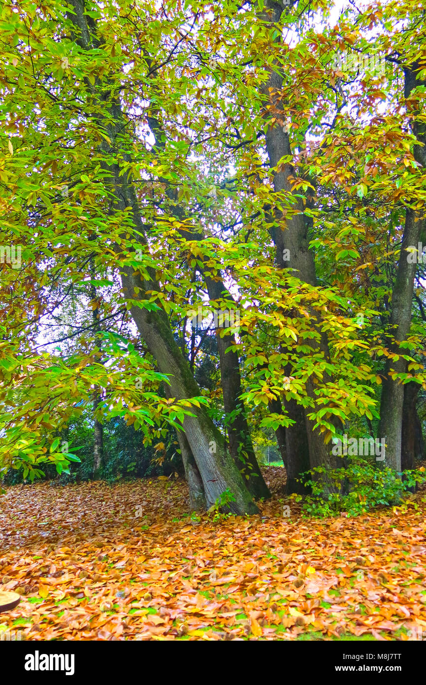 Germany, Hamburg, Autumn forest. Autumn Impression from the Saxony ...